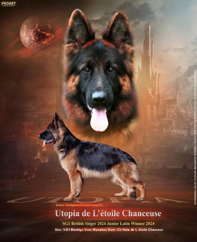 Chiots - Elevage De L'Etoile Chanceuse - eleveur de chiens Berger ...